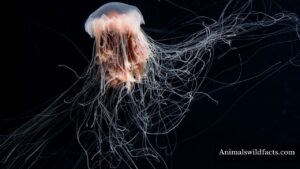 Top 15 Weakest Animals In The World (With Images)