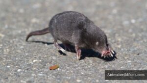 Top 15 Weakest Animals In The World (With Images)