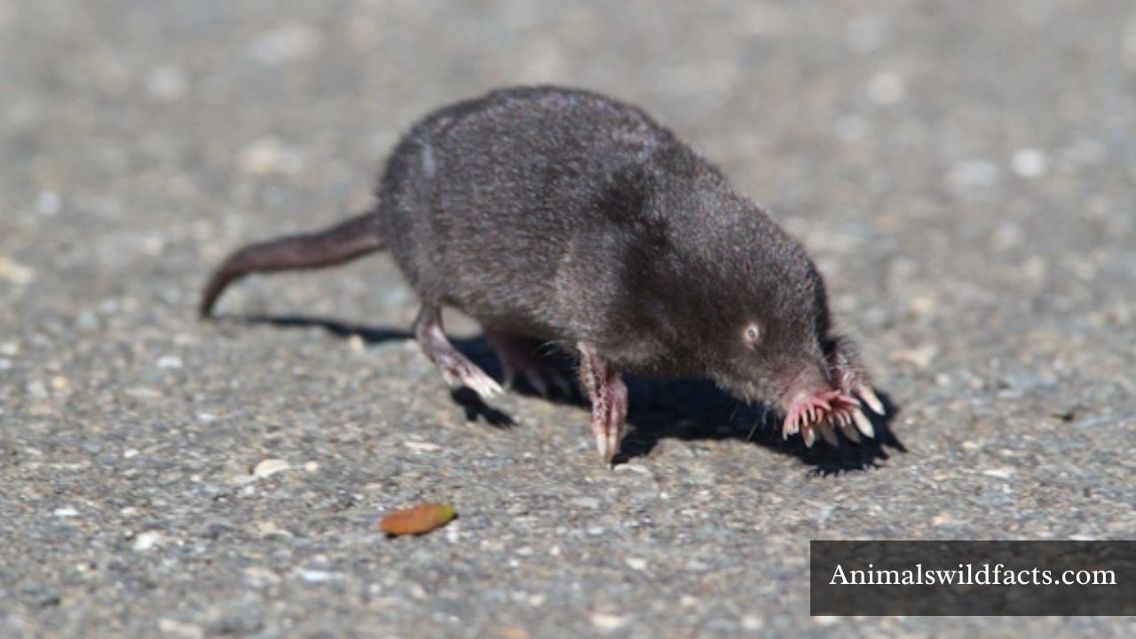 Top 15 Weakest Animals In The World (With Images)