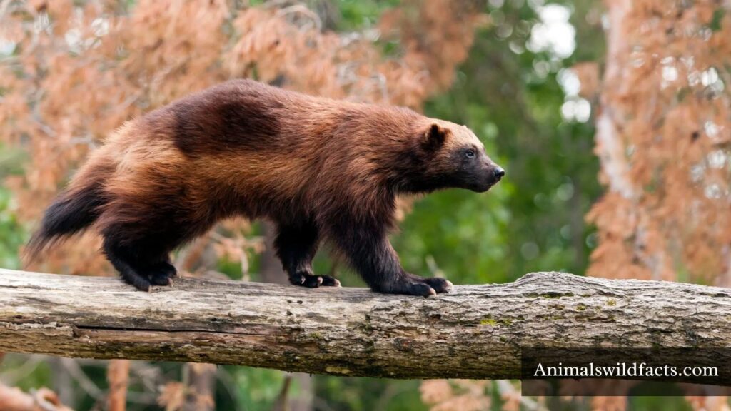 Top 25 Greedy Animals in the World (Images Included)