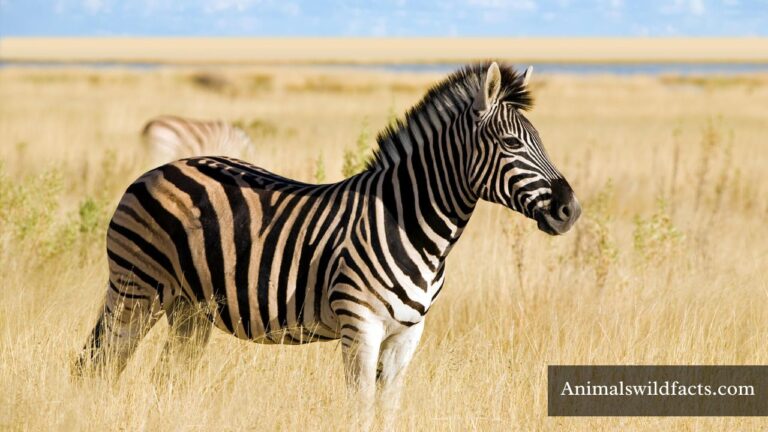 Top 17 Striped Animals in the World (With Pictures)