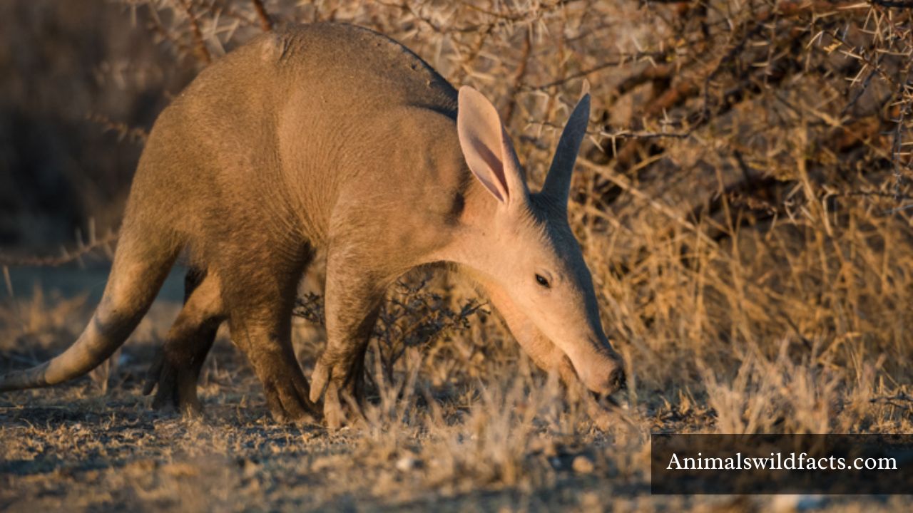 Top 11 Animals with Big Noses (With Images)