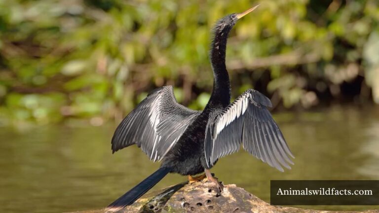 Top 14 Animals with Long Necks (With Pictures)