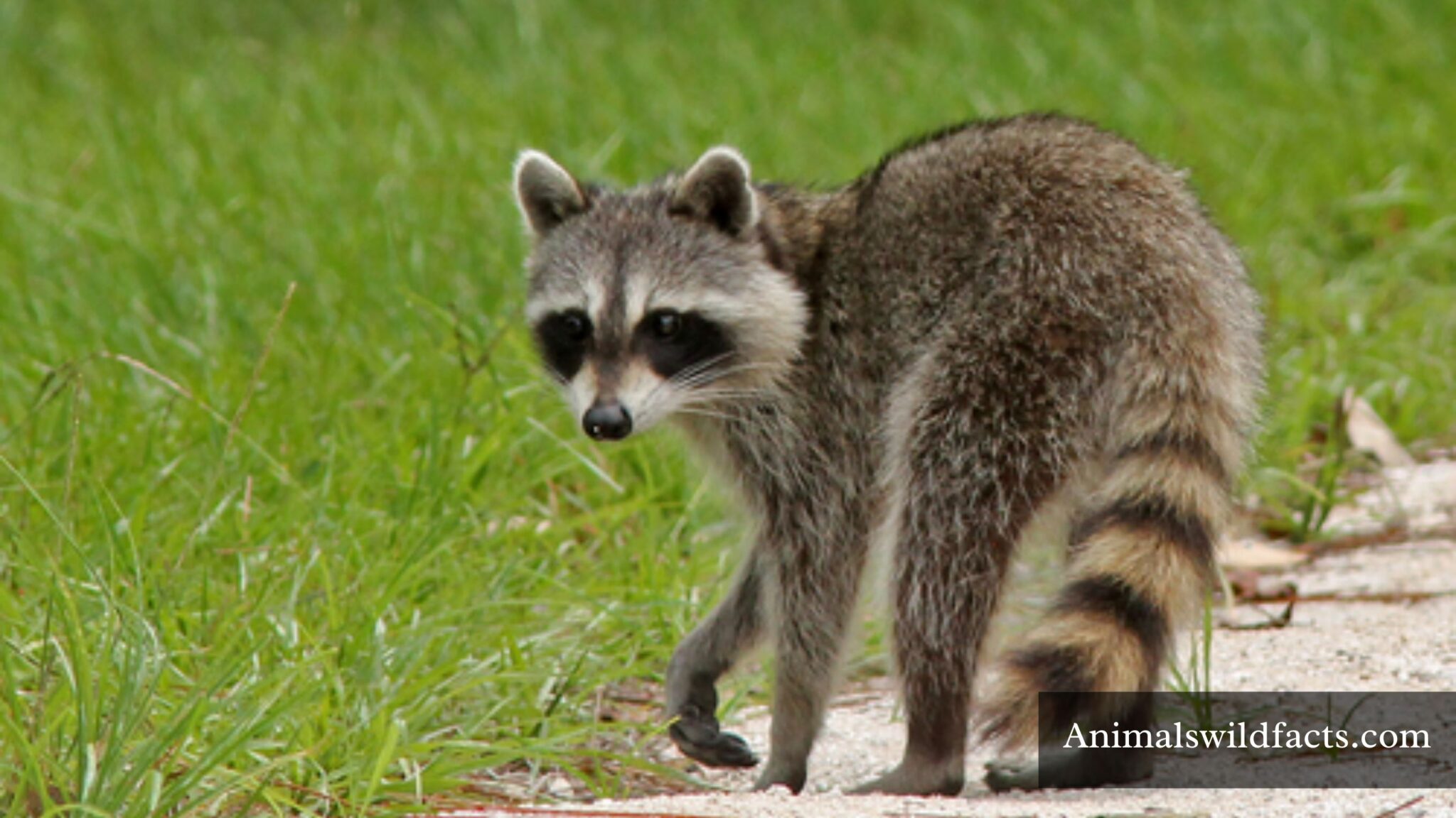 Explore Top 27 Most Shy Animals (With Pictures)