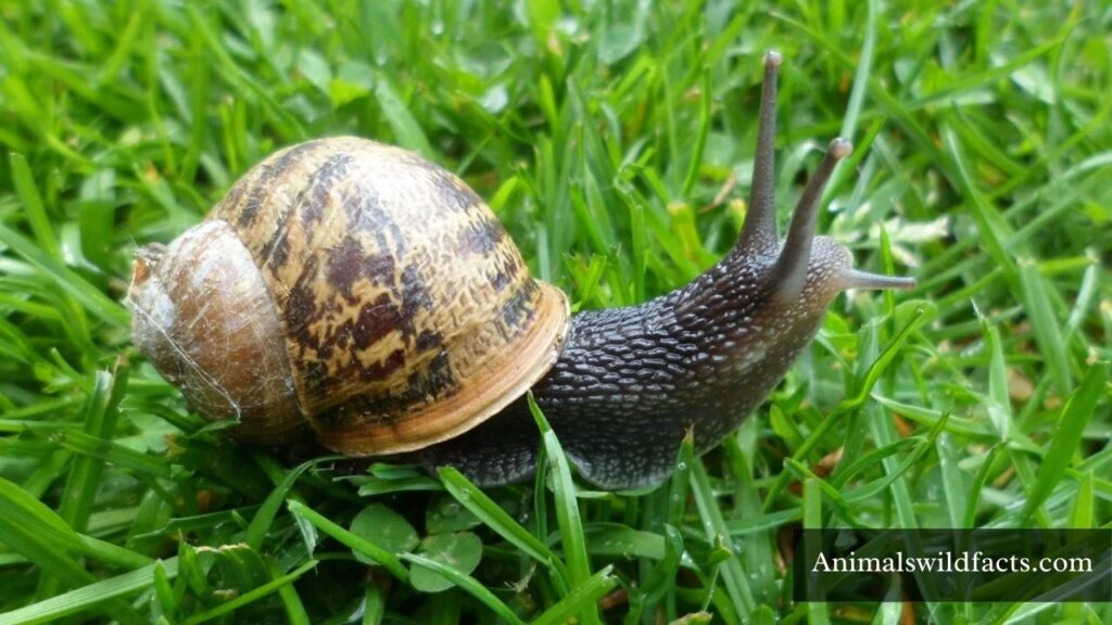 Top 12 Animals with Shells (With Images)