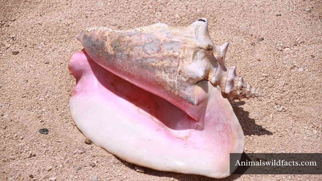 Top 12 Animals with Shells (With Images)