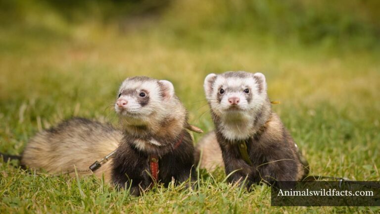 Top 10 Animals Like Mongoose (Pictures Included)