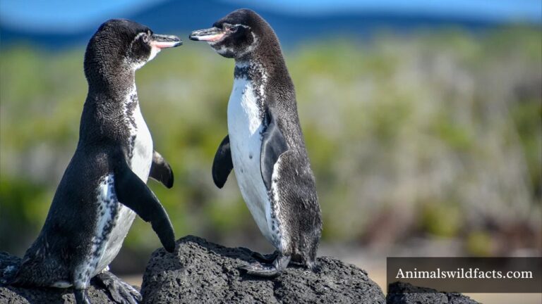 Top 20 Animals With Flippers (With Pictures)