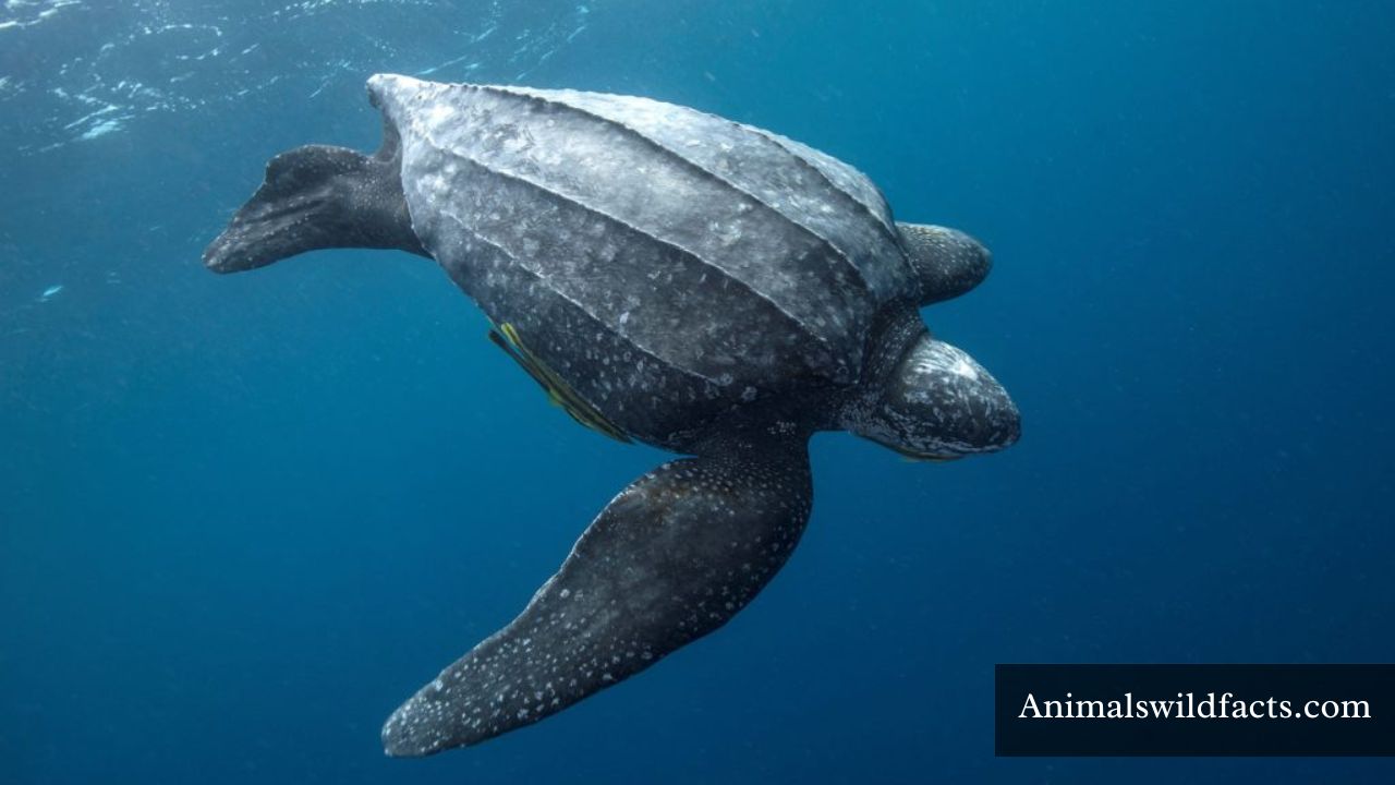 Top 20 Animals With Flippers (With Pictures)