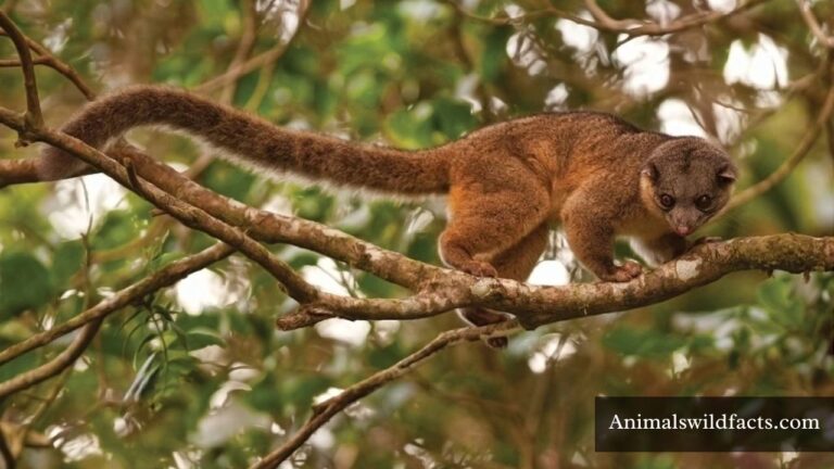 Top 14 Animals That are Like Raccoons (With Images)
