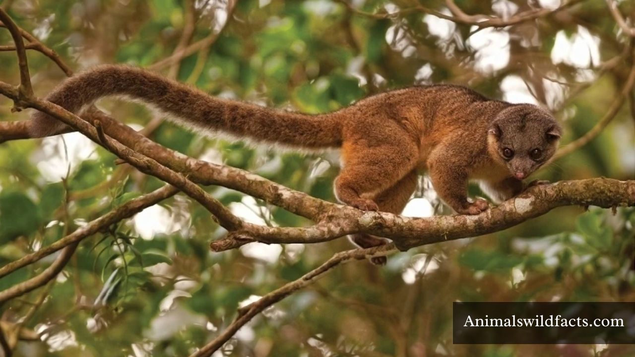 Top 14 Animals That are Like Raccoons (With Images)